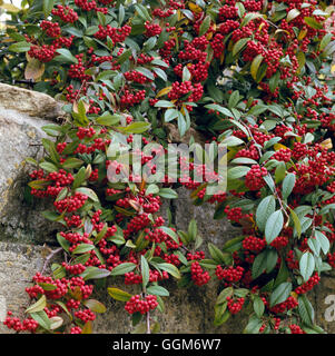 Cotoneaster frigidus 'Cornubia', autumn berries and foliage, tree ...