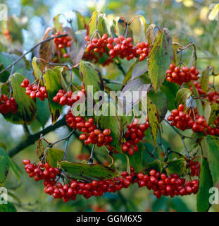 Viburnum setigerum Viburnum setigerum Stock Photo - Alamy