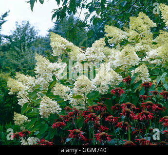 Hydrangea paniculata 'Grandiflora' Stock Photo - Alamy