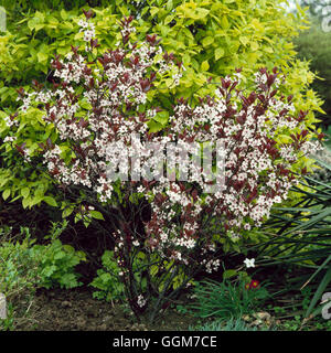 Blossom plum blossom Stock Photo - Alamy