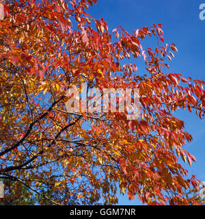 Close Up Prunus Subhirtella Autumnalis Rosea At Amsterdam The ...