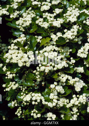 Crataegus laevigata 'Plena'. Double white Hawthorn flowers Stock Photo ...