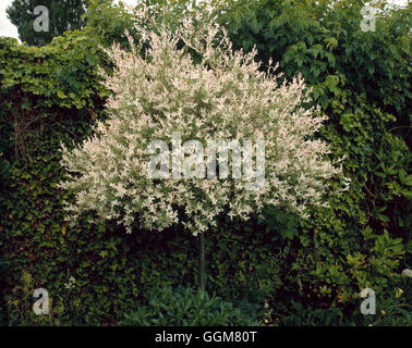 Salix Integra Hakuro Nishiki Stock Photo - Alamy