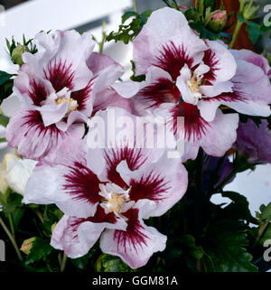 HIBISCUS SYRIACUS HELENE Stock Photo - Alamy