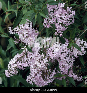 Syringa pubescens subsp. microphylla 'Superba', lilac 'Superba ...