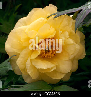 Yellow Tree Peony - Paeonia High Noon Stock Photo - Alamy