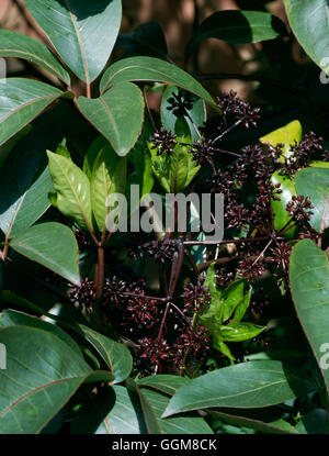 five finger (Pseudopanax arboreus Stock Photo - Alamy