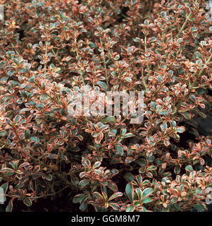 Coprosma (Coprosma 'Fire burst' Stock Photo - Alamy