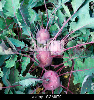 Kohl Rabi Kohlrabi Purple Vienna growing vegetable garden plant healthy ...