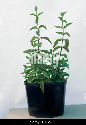 Chinese artichokes (Stachys affinis Stock Photo - Alamy