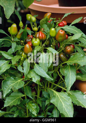 Capsicum frutescens L Capsicum frutescens L Stock Photo - Alamy