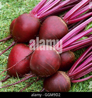 BEETROOT BETA VULGARIS PABLO F1 HARVESTED MID JULY FOR IMMEDIATE USE ...