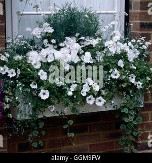 Window Box - planted with Petunias Pelargoniums Lobelia and Verbena ...
