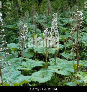 White butterbur (Petasites albus Stock Photo - Alamy