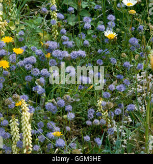 Sheep's bit scabious, Jasione montana, is a low-growing plant in the ...