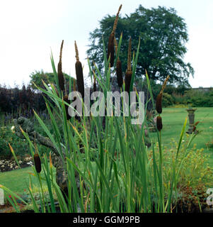 Lesser Bulrush, Typha angustifolia, marginal plant with cattail seed ...