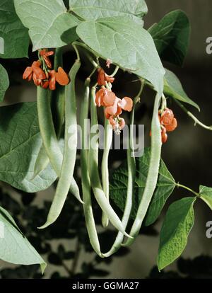 Runner Bean 'Enorma' Stock Photo - Alamy