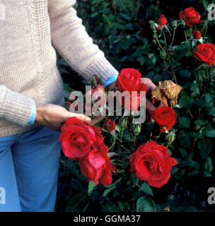 Rose disease, rose balling Stock Photo - Alamy
