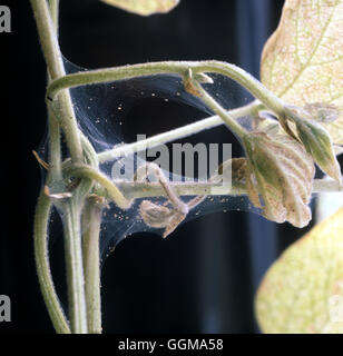 Red Spider Mite on Cucumber (Tetranychus urticae Stock Photo - Alamy