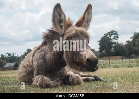 Donkeys relaxing on the Cricket Pitch outfield at Bolton's Bench ...