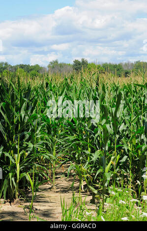 Illinois cornfield on a summers day Stock Photo - Alamy