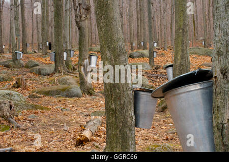 The Maple Syrup Farms Cabanes à sucre of Quebec during Autumn ...