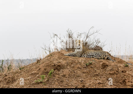 Male African leopard resting on small hill, Exeter Private Game Reserve ...