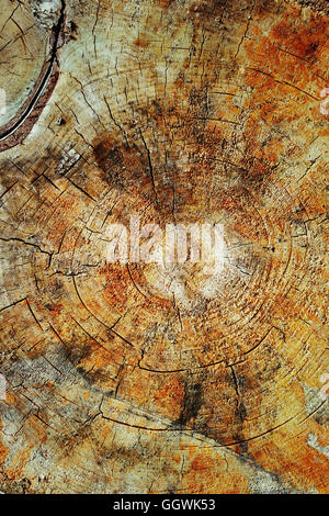 thick bark birch tree, background Stock Photo - Alamy