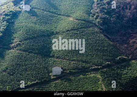 hydrangeas crops in the Andes mountains,Huanuco department,Peru Stock ...