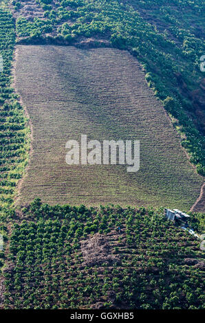 hydrangeas crops in the Andes mountains,Huanuco department,Peru Stock ...