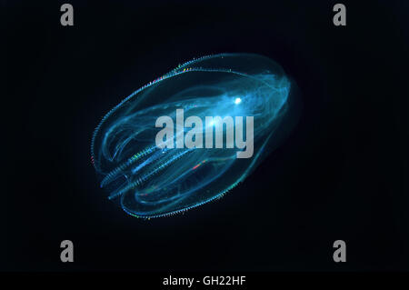 Sea Walnut, American comb jelly, Warty comb jelly or Leidy's comb jelly ...