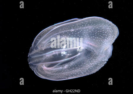 Sea Walnut, American comb jelly, Warty comb jelly or Leidy's comb jelly ...