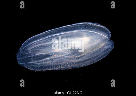 Sea Walnut, American comb jelly, Warty comb jelly or Leidy's comb jelly ...