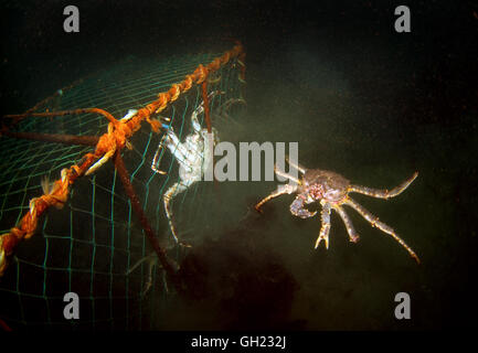 King Crab. By-catch in a haul from trawl net on a commercial fishing ...