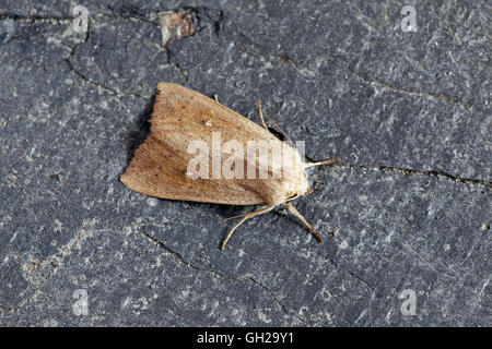 The Clay (Mythimna ferrago Stock Photo - Alamy