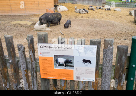 Goettingen Minipig, Sus scrofa domesticus "Goettingen Miniature Pig ...