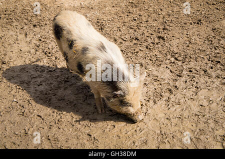 Goettingen Minipig, Sus scrofa domesticus "Goettingen Miniature Pig ...
