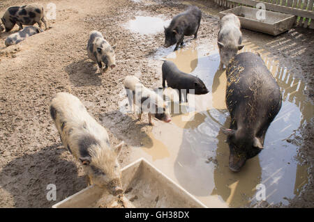 Goettingen Minipig, Sus scrofa domesticus "Goettingen Miniature Pig ...