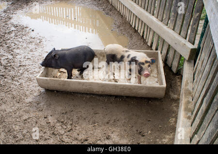Goettingen Minipig, Sus scrofa domesticus "Goettingen Miniature Pig ...