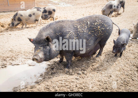Goettingen Minipig, Sus scrofa domesticus "Goettingen Miniature Pig ...