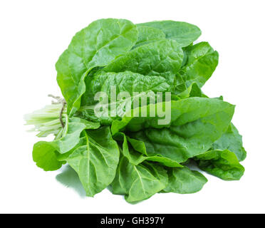 Swiss Chard 'White Silver 2' Stock Photo - Alamy