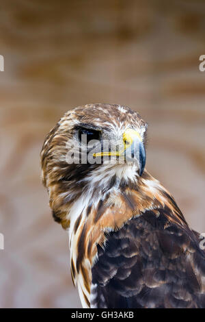 Female red-tailed hawk (Buteo jamaicensis). Photographed in Califonia ...