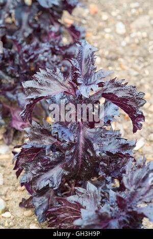 Purple basil (Ocimum basilicum Purple Ruffles' Stock Photo - Alamy