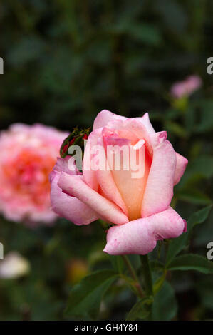 The small pink potted rose on a beautiful table, in the flower shop ...