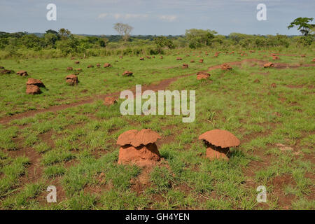 zoology / animals, insects (Insecta), fungiform termite colonies of the ...