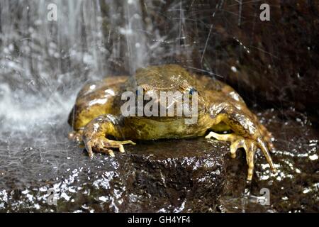 zoology / animals, amphibian (Amphibia), goliath frog (Conraua Goliath ...