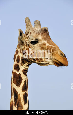 Giraffe Sir Bani Yas Island private game reserve in the persian gulf ...