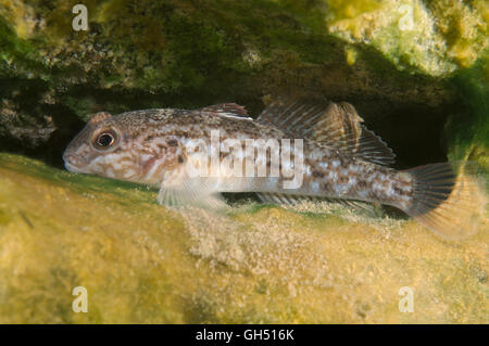 A Round Goby (Neogobius melanostomus) an invasive species fish sits on ...