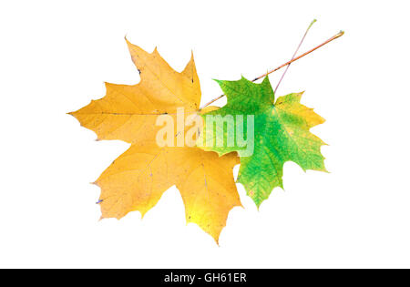 Two maple leaves isolated on white background Stock Photo - Alamy