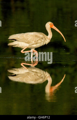 Two American white ibis are wading on a beach in Fort DeSoto County ...